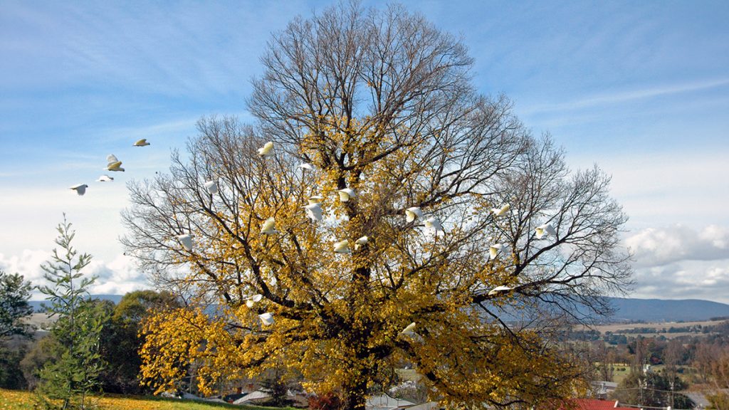 The graced life of trees – Flashes of Insight